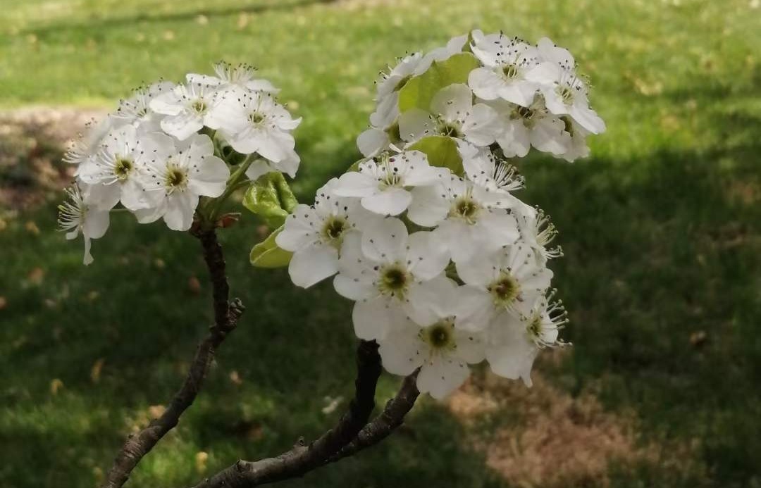 Monica Wei – a Chinese writer