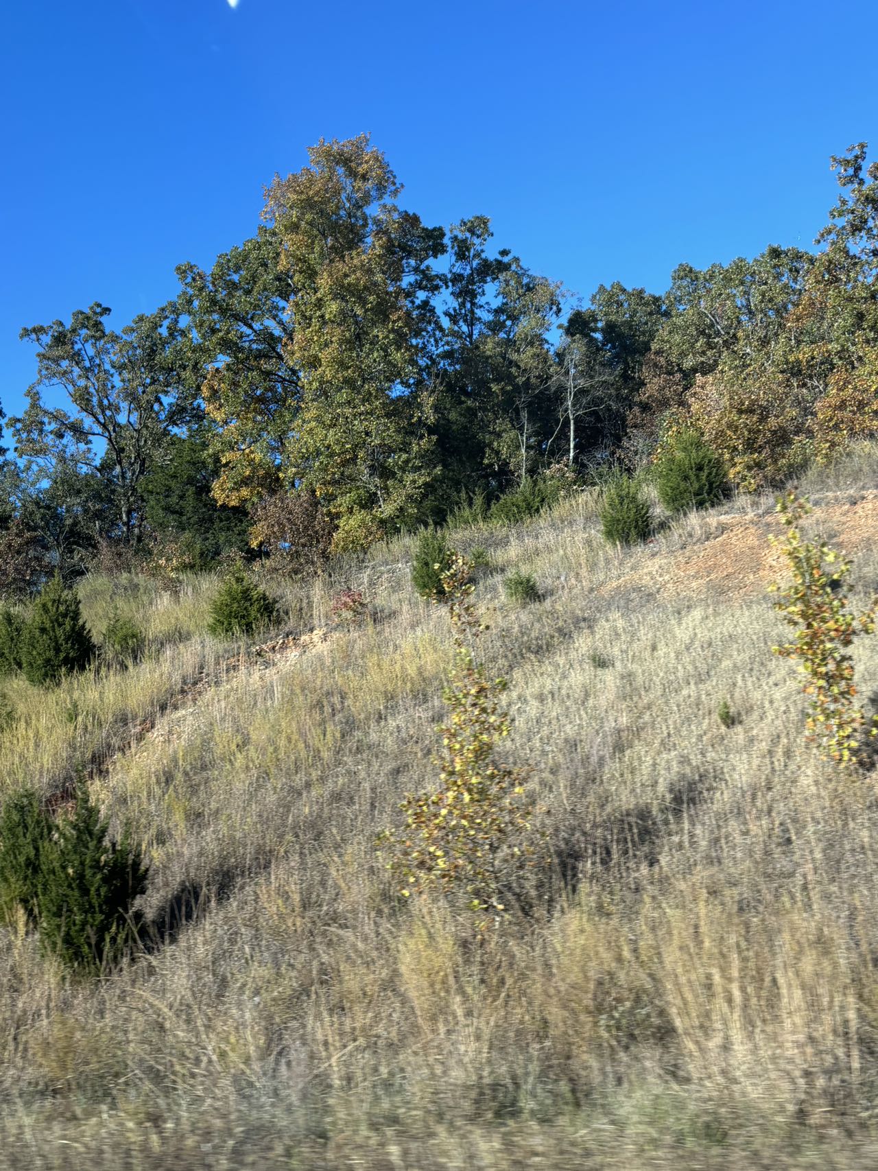 2024年10月Springfield 之行 – Monica Wei